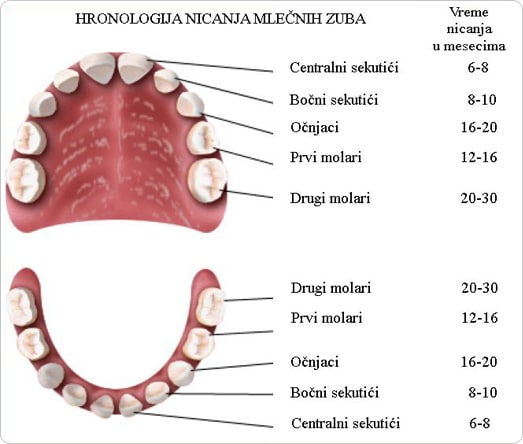 Mlečni Zubi - Stomatološka ordinacija – mr sci. dr Mirela Cvjetković – DDS
